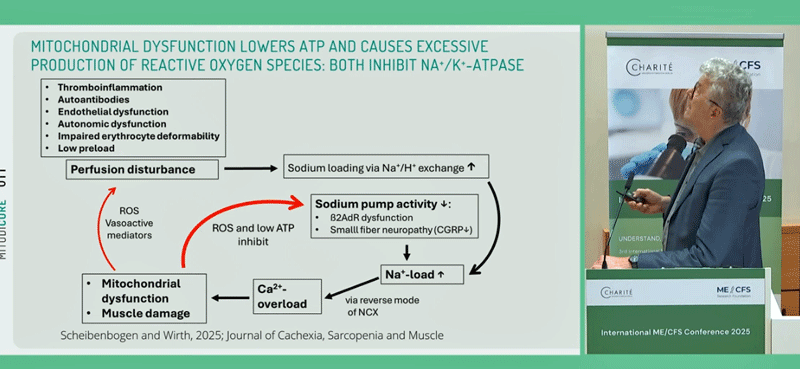 An Enigma No More? Is ME/CFS an Acquired Muscle Myopathy Disease ...